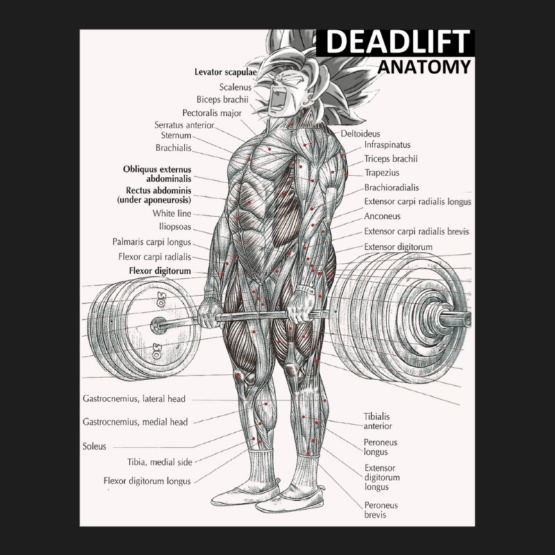 Deadlift Muscle Chart Anatomy Diagram Anime Gym Motivational For Frien ...