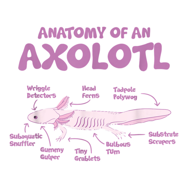 Anatomy Of An Axolotl Axolotls Funny Biology Diagram Science Cub Paper ...
