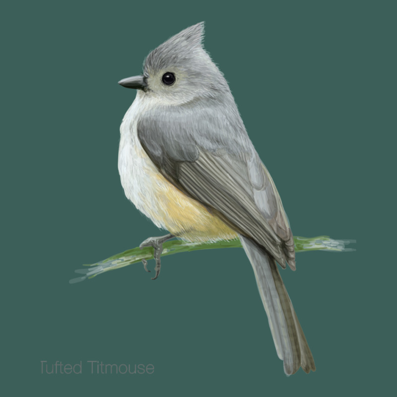 Detailed Tufted Titmouse Bird Illustration .png Old Favorite Trucker ...